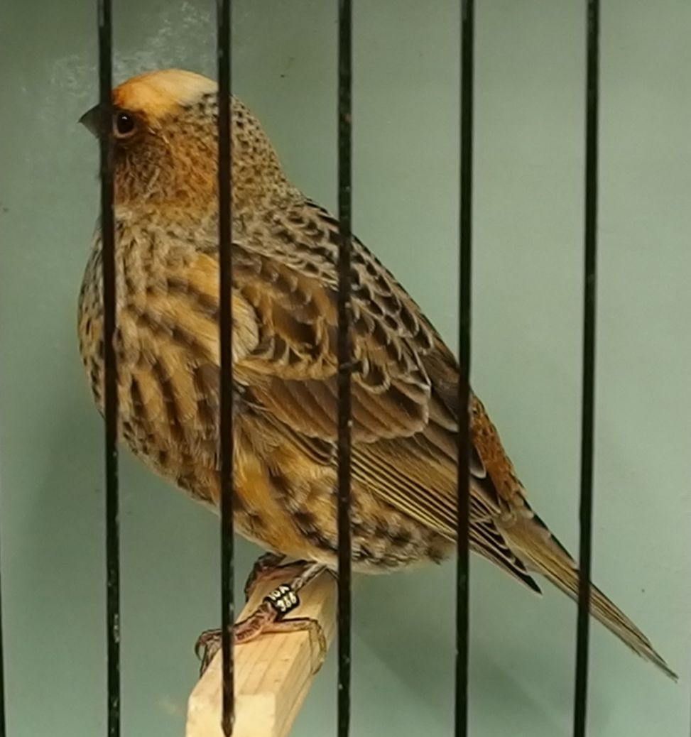 Show Reports 2019 – The Lizard Canary Association