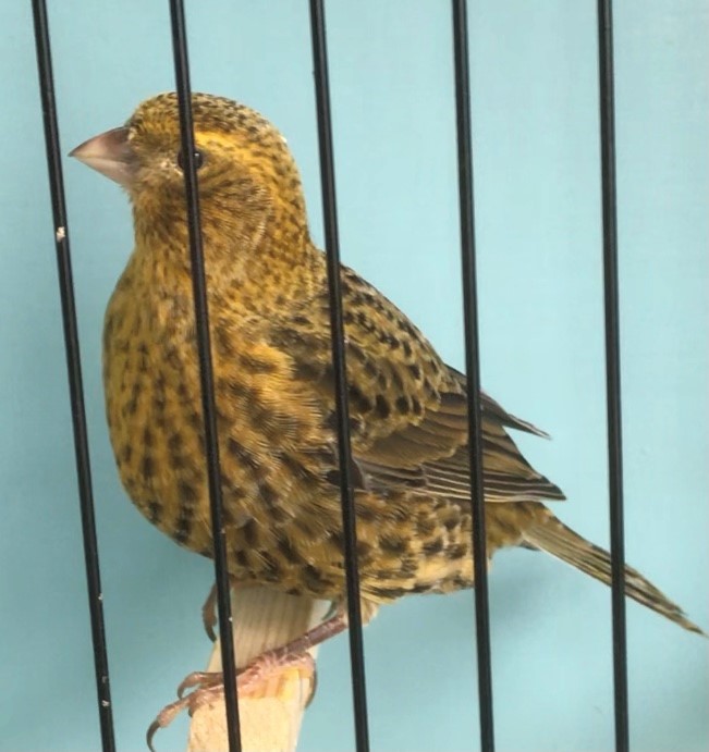 LCA News – The Lizard Canary Association