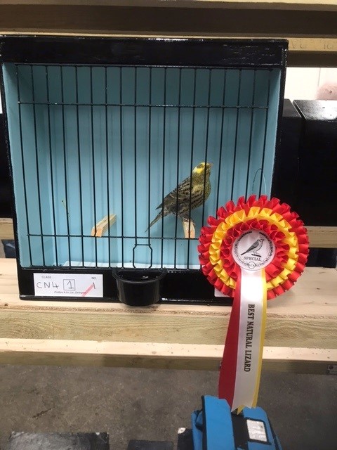 LCA News – The Lizard Canary Association