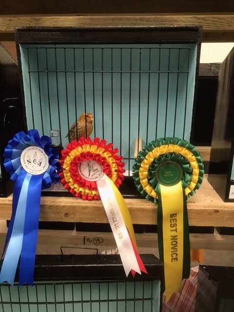 LCA News – The Lizard Canary Association